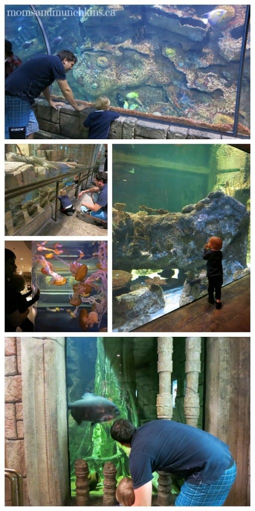 Shark Reef at Mandalay Bay - Moms & Munchkins